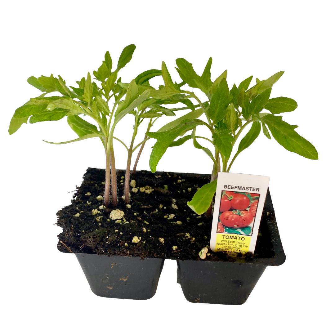Beefmaster Tomato Plants *PROOF* Pruning Beefsteak Tomatoes Is Not