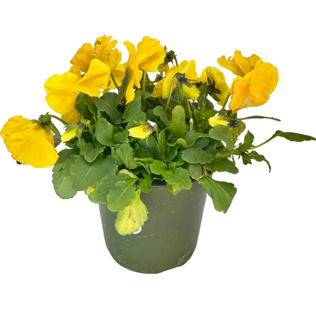 Pansy - Matrix Yellow – A&M Seasonal Corner