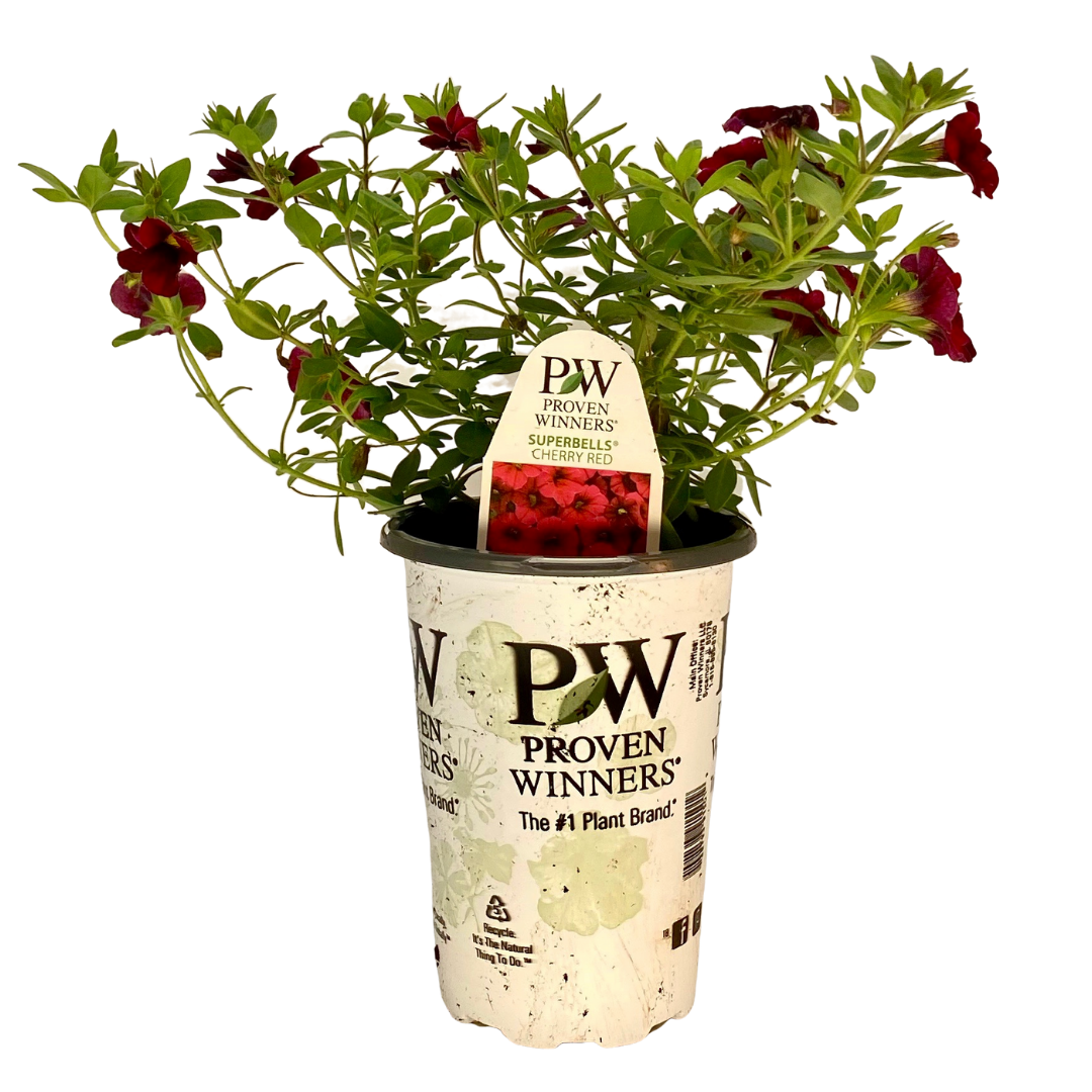 Proven Winners - Calibrachoa - Superbells - Cherry Red – A&M Seasonal ...