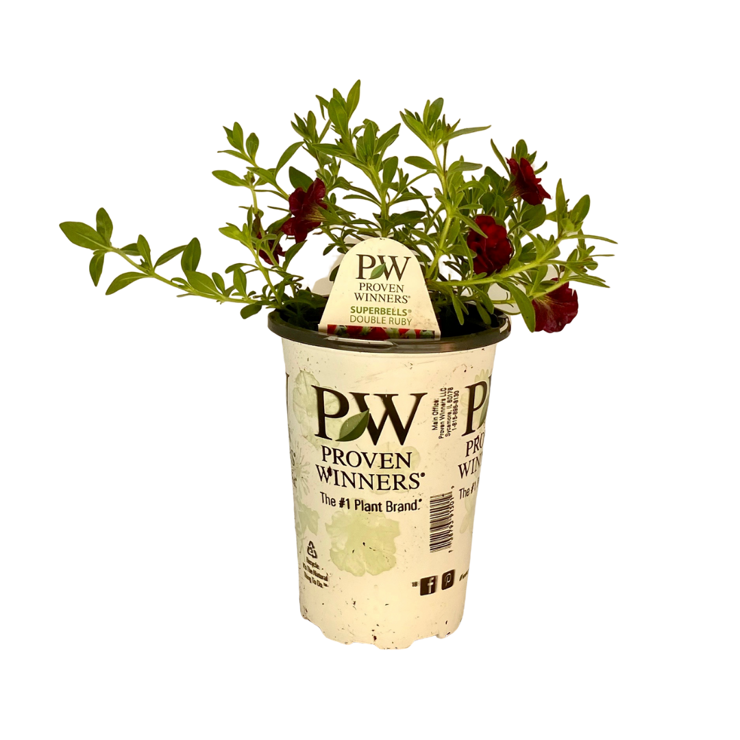 Proven Winners - Calibrachoa - Superbells - Double Ruby – A&M Seasonal ...