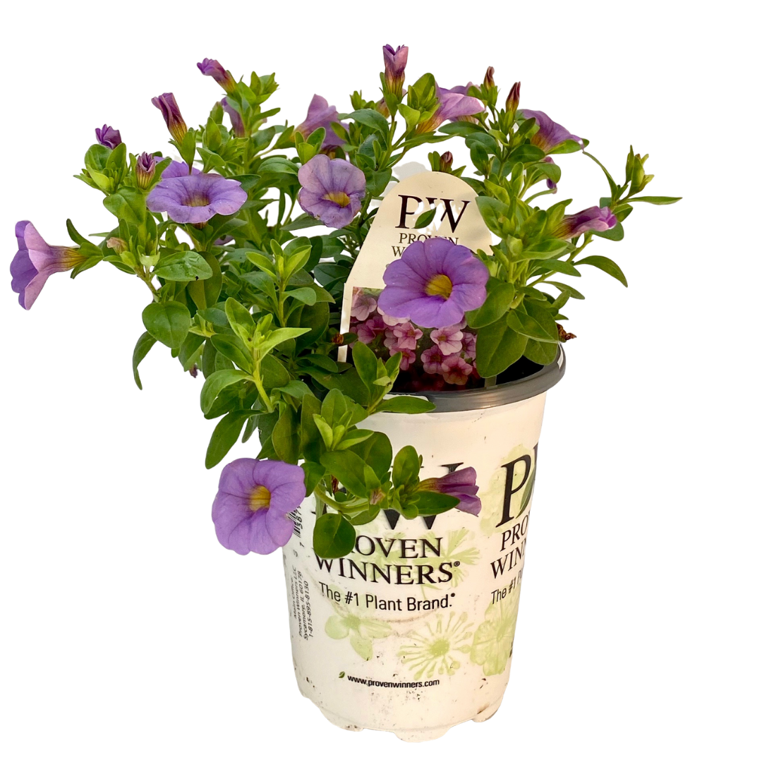 Proven Winners - Calibrachoa - Superbells - Miss Lilac – A&M Seasonal ...
