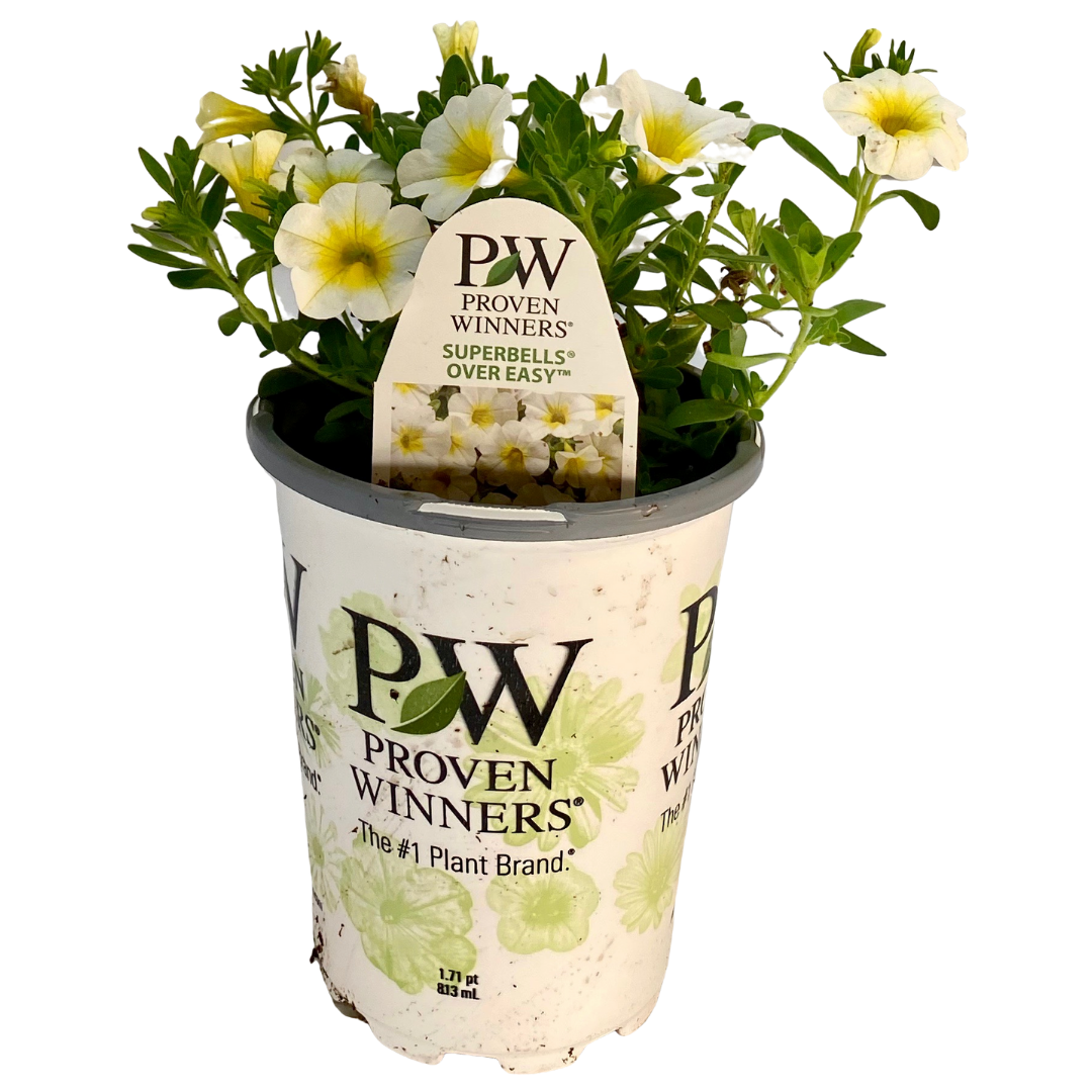 Proven Winners - Calibrachoa - Superbells -Over Easy – A&M Seasonal Corner