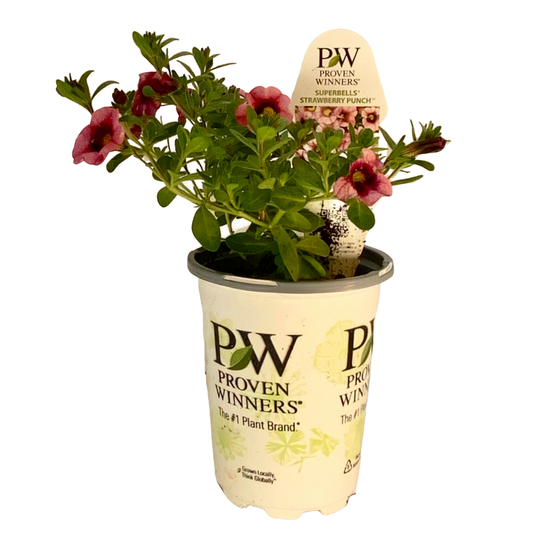 Proven Winners - Calibrachoa - Superbells - Strawberry Punch – A&M ...