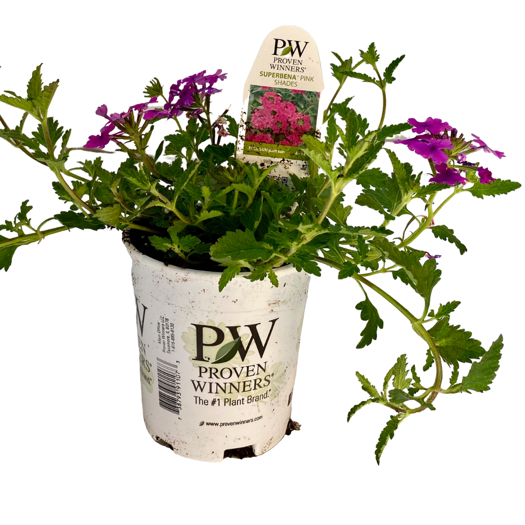 Proven Winners - Superbena - Pink Shades – A&M Seasonal Corner