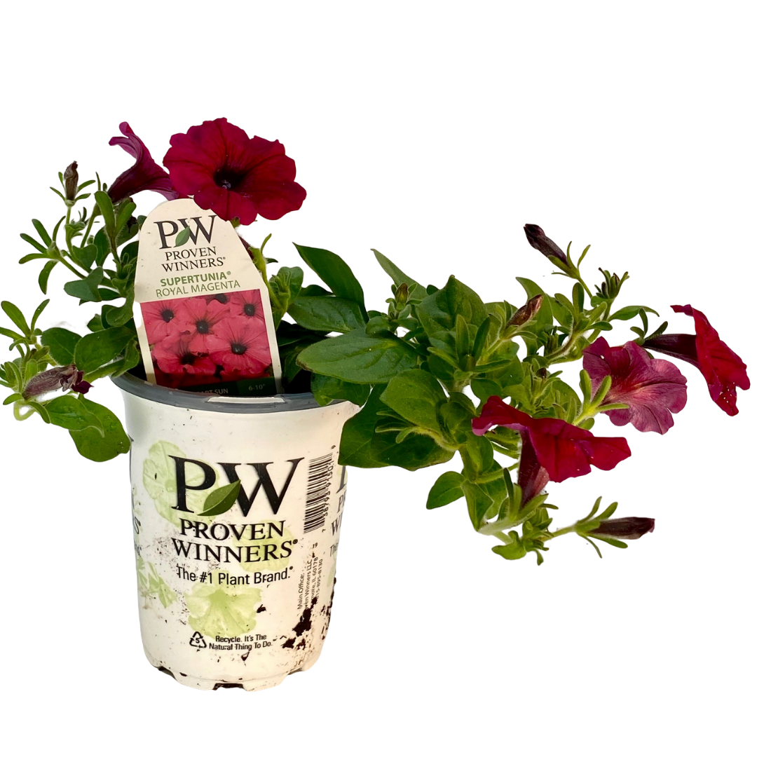 Proven Winners - Supertunia - Royal Magenta – A&M Seasonal Corner