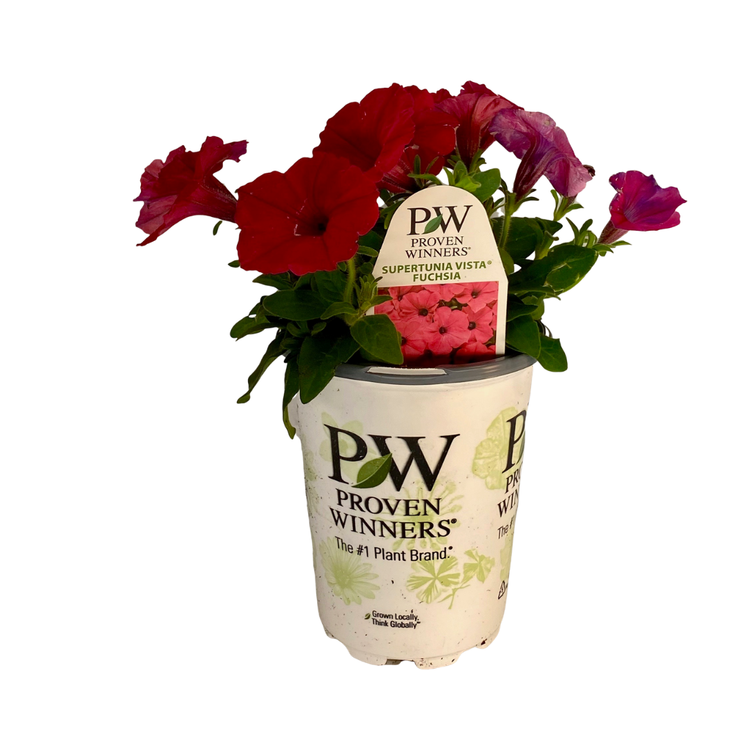 Proven Winners - Supertunia - Vista - Fuchsia – A&M Seasonal Corner