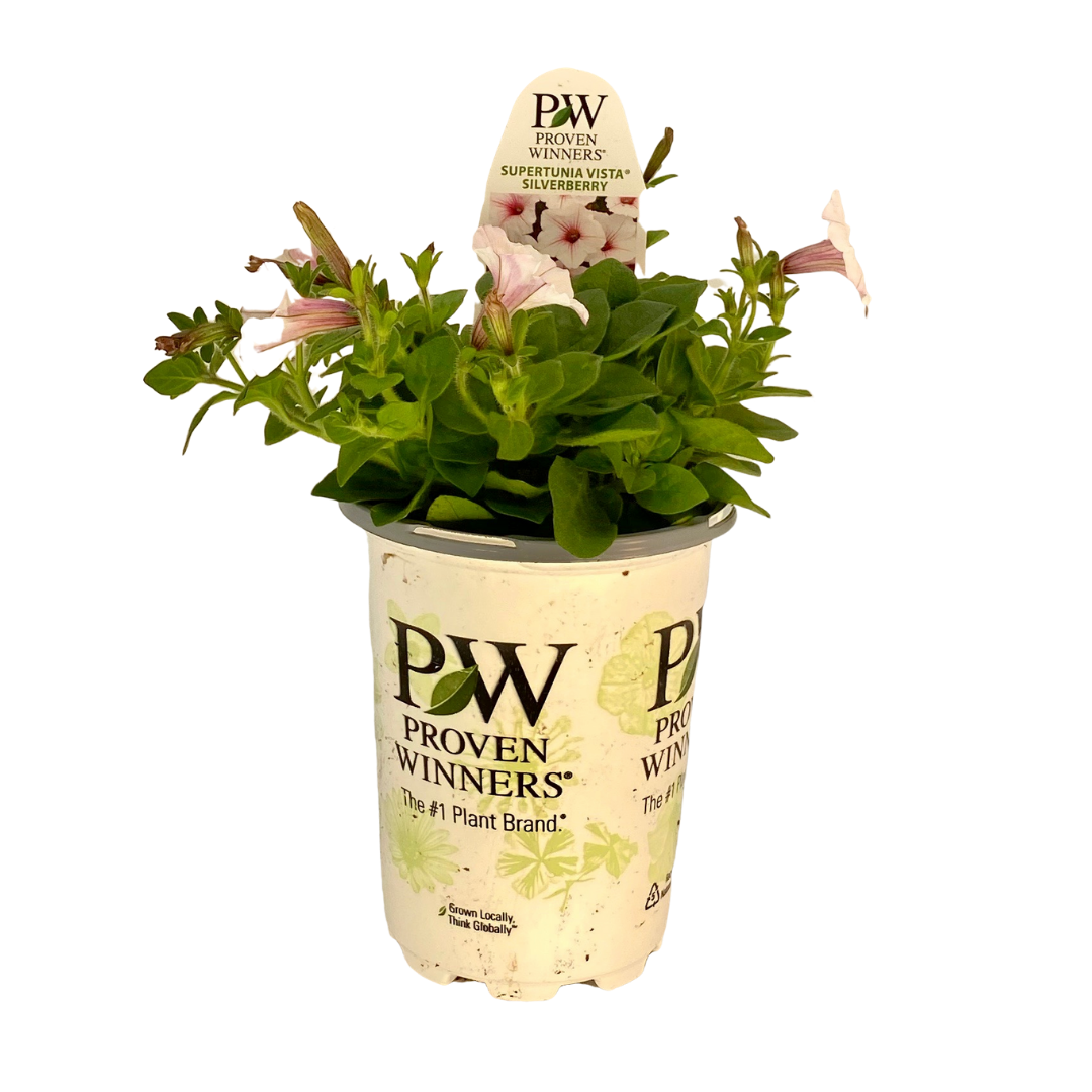 Proven Winners - Supertunia - Vista - Silverberry – A&M Seasonal Corner