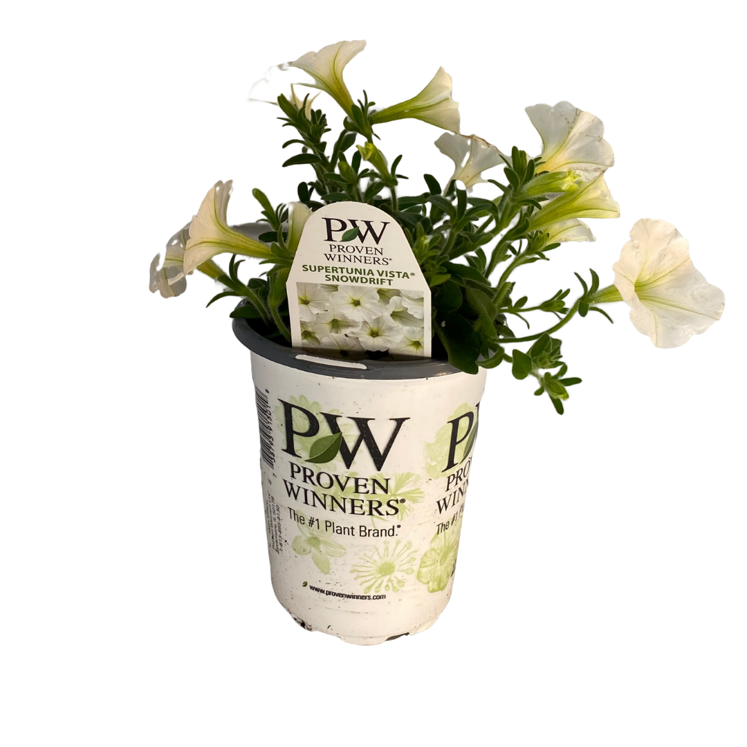 Proven Winners - Supertunia - Vista - Snowdrift – A&M Seasonal Corner