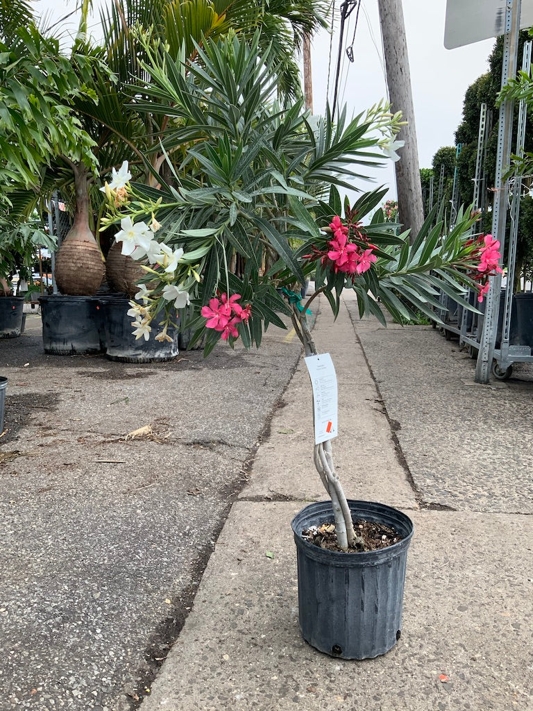 10" Oleander Braided – A&M Seasonal Corner